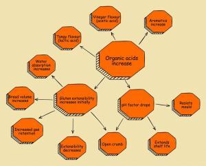 What Does Yeast Do To Bread? Bread Fermentation Process