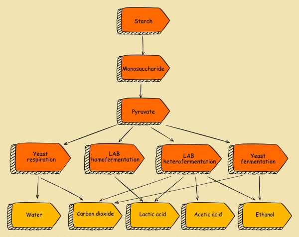 Sourdough Fermentation Process - How Does It All Work?